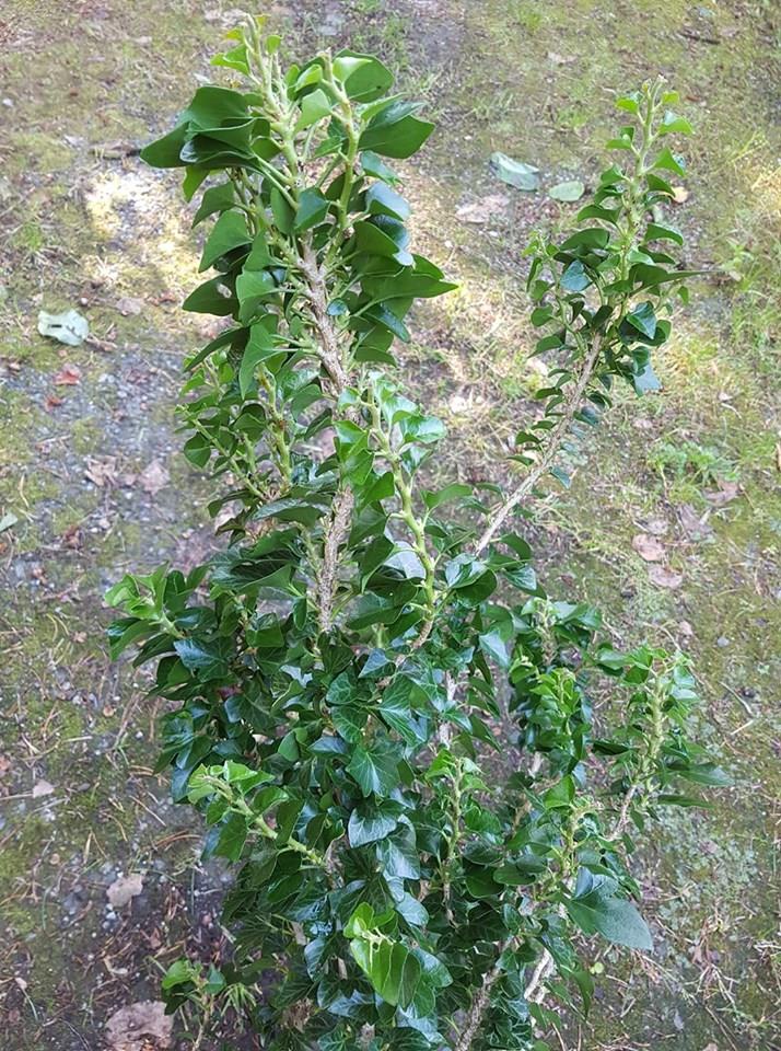 Cây thường xuân, ý nghĩa phong thủy và kỹ thuật chăm sóc mới nhất