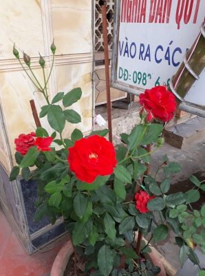 Hồng thân gỗ và kỹ thuật cắt tỉa, chăm bón cho sai hoa - Bách thảo