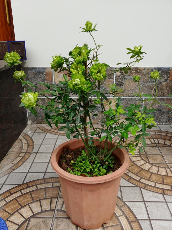 Hồng thân gỗ và kỹ thuật cắt tỉa, chăm bón cho sai hoa - Bách thảo