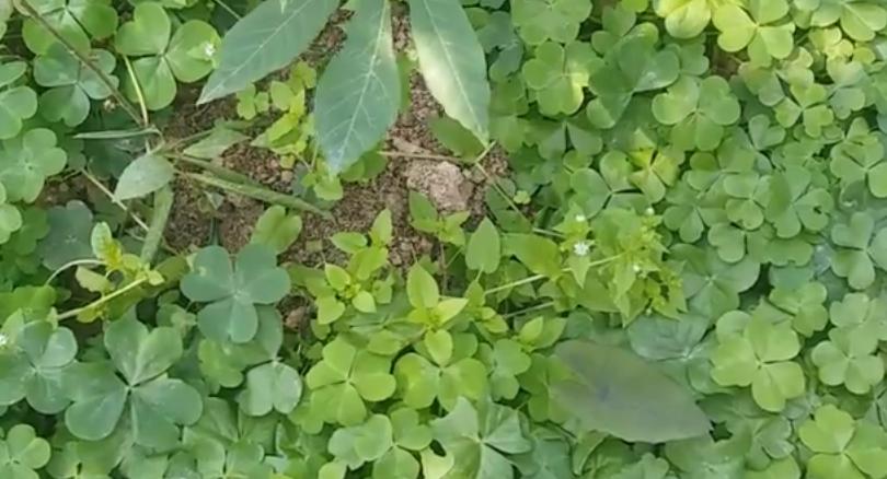 15+ lợi ích sức khỏe tuyệt vời của Cây Chua Me Đất