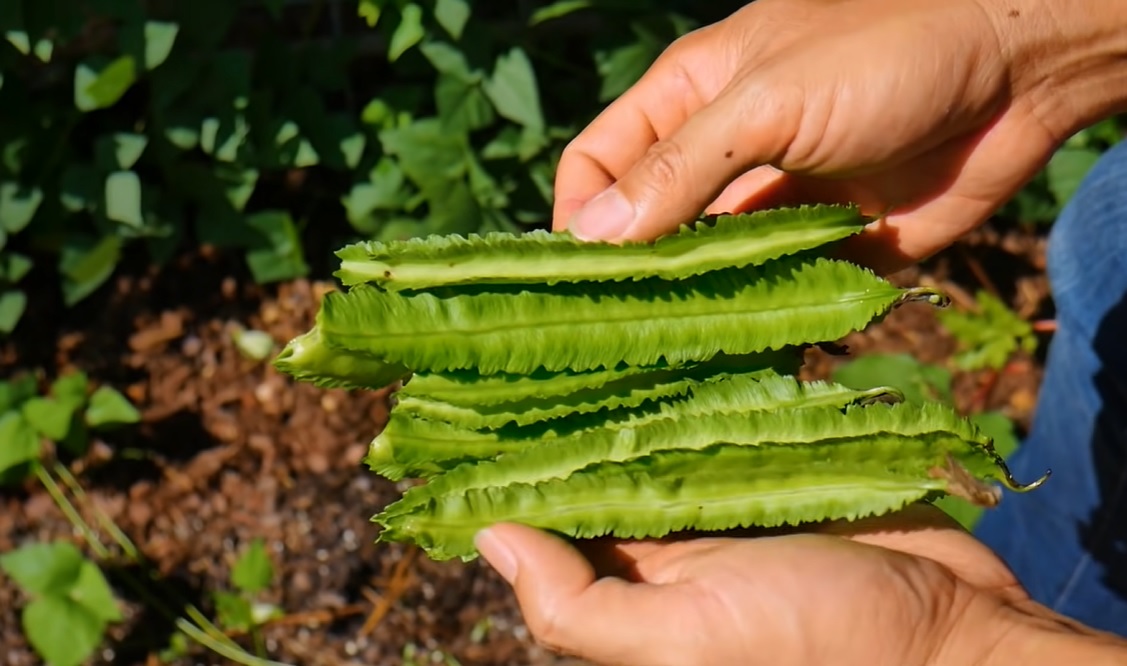 12 tác dụng ĐẬU RỒNG mang lại cho sức khỏe phái đẹp - Bách thảo