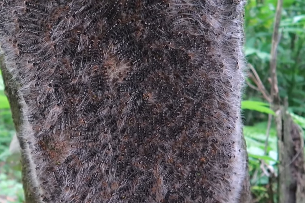 10 cách chữa sâu róm đốt cho trẻ hết ngứa nhanh - Bách thảo